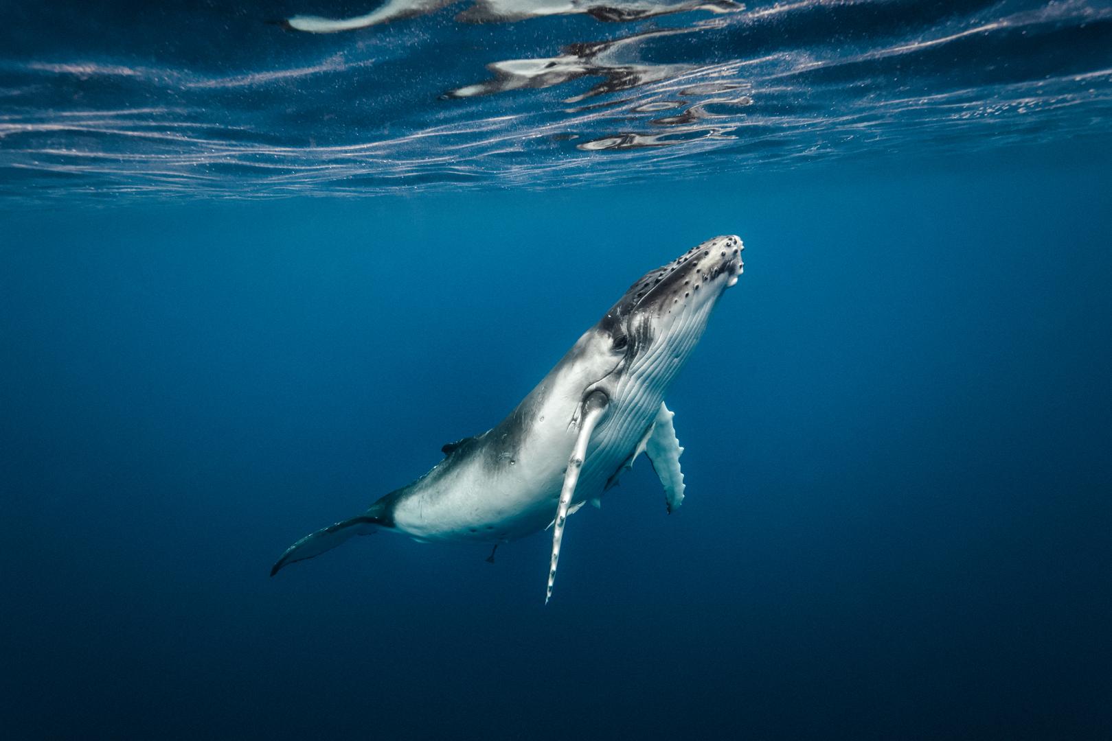 Whale Dream - Whale watching excursions in Mauritius