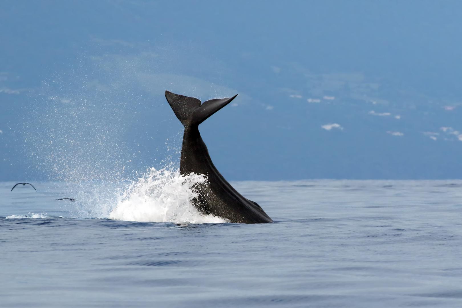 Whale Dream - Whale watching excursions in Mauritius